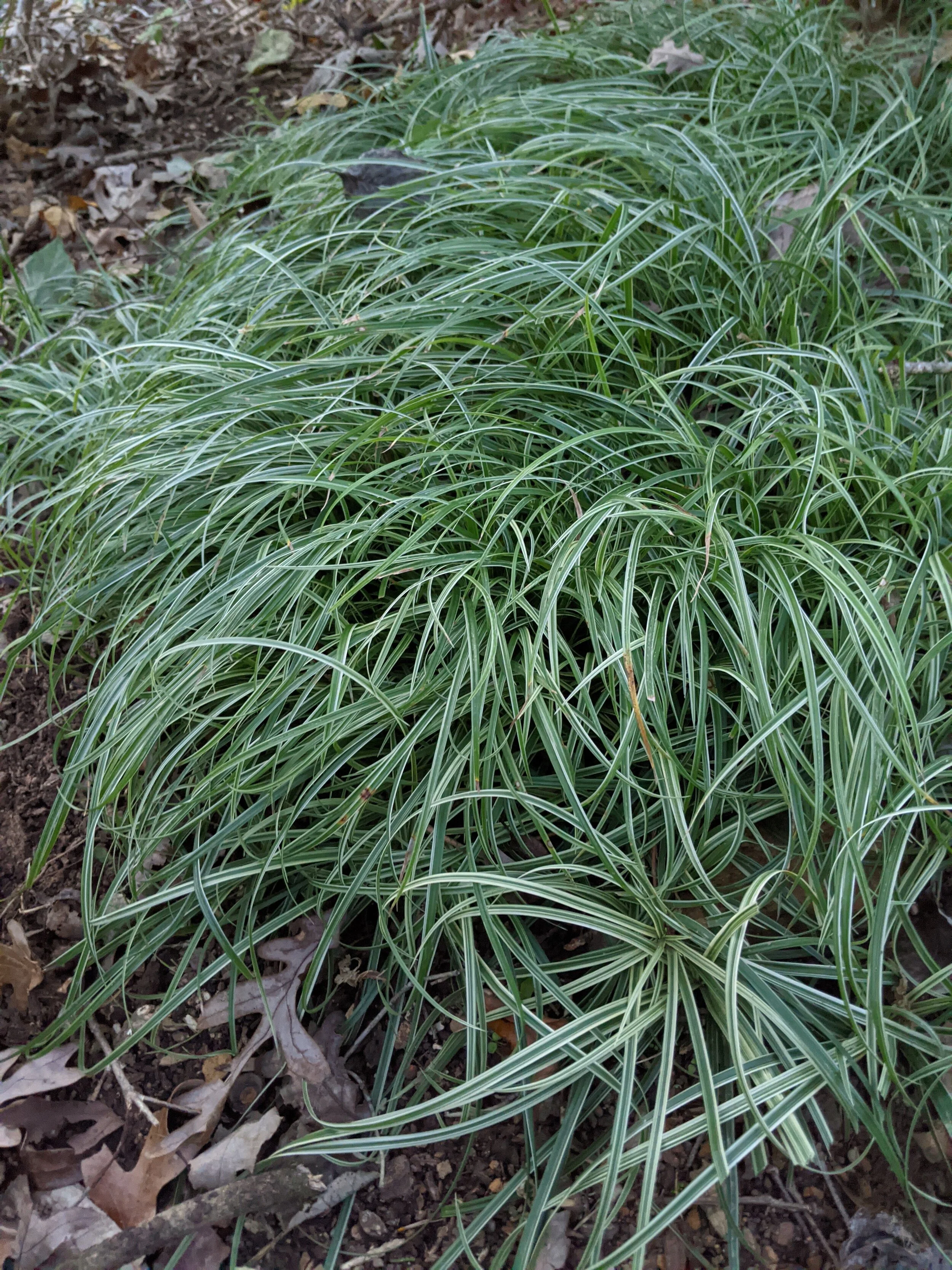 Carex 'Silver Sceptre' (Sedge) — Backyard Treasures Plant Sale