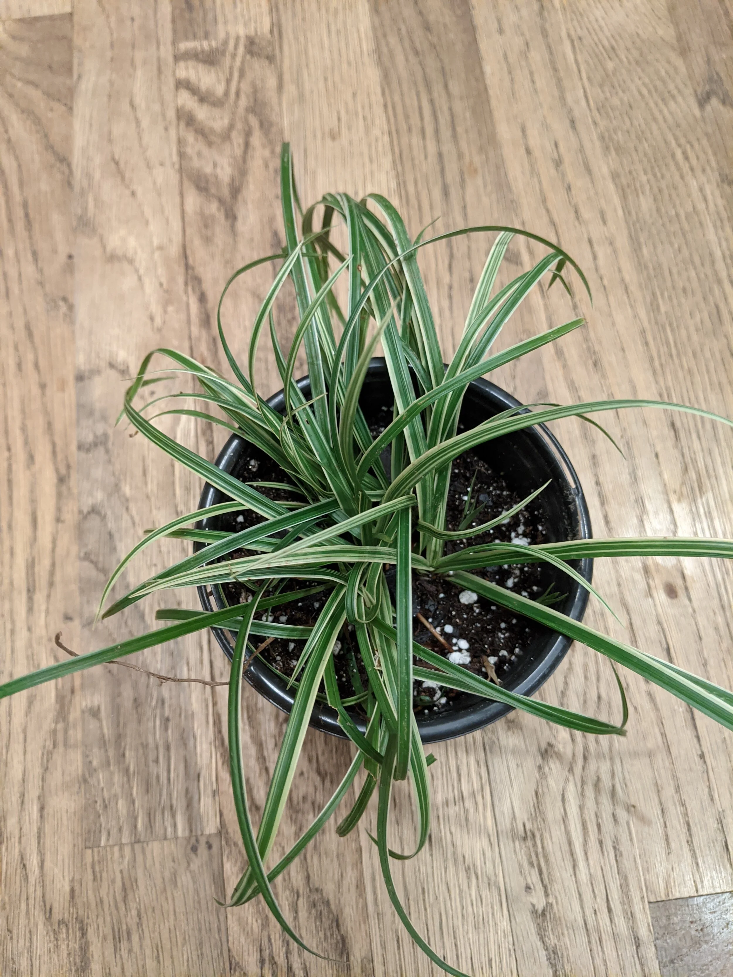 Carex 'Silver Sceptre' (Sedge) — Durham Master Gardener Plant Sale