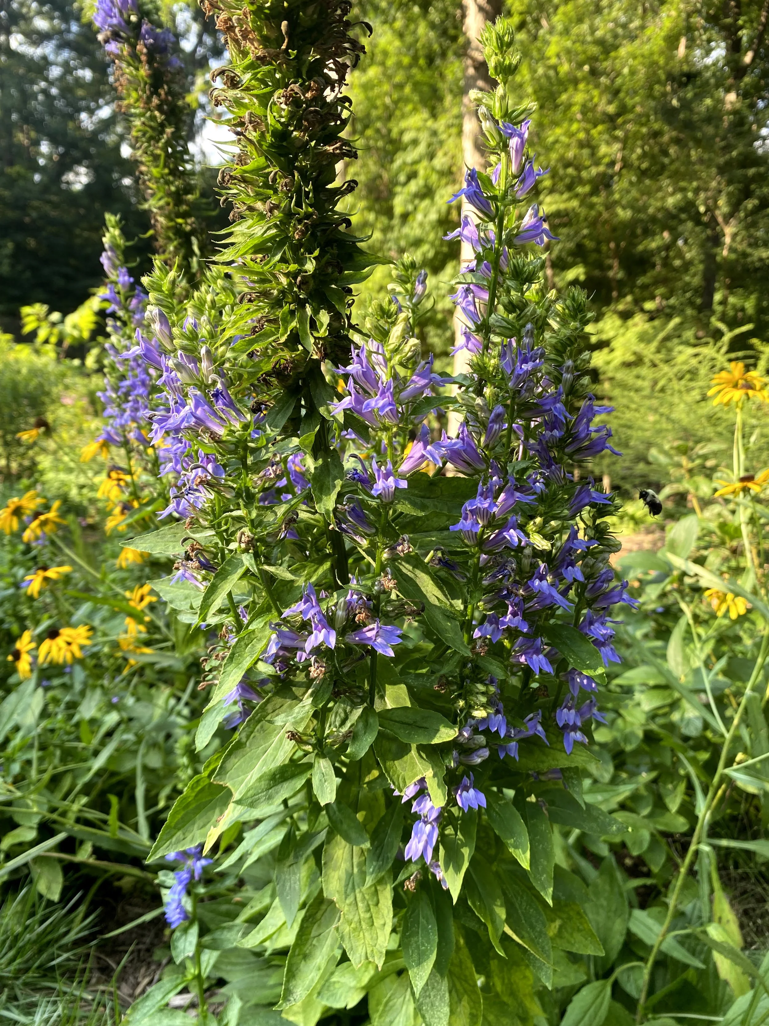 Lobelia siphilitica (Blue Cardinal Flower) — Backyard Treasures Plant Sale
