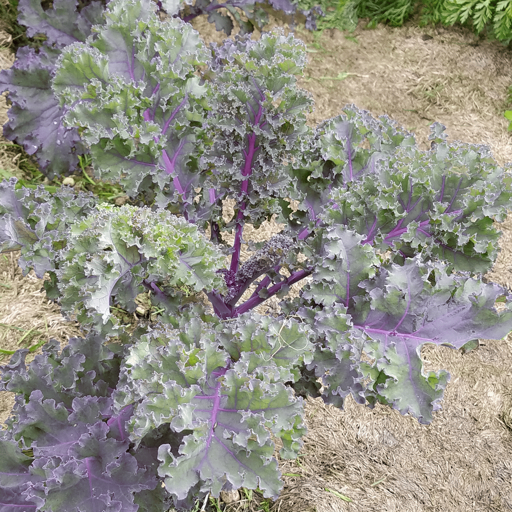 Veggies — Backyard Treasures Plant Sale