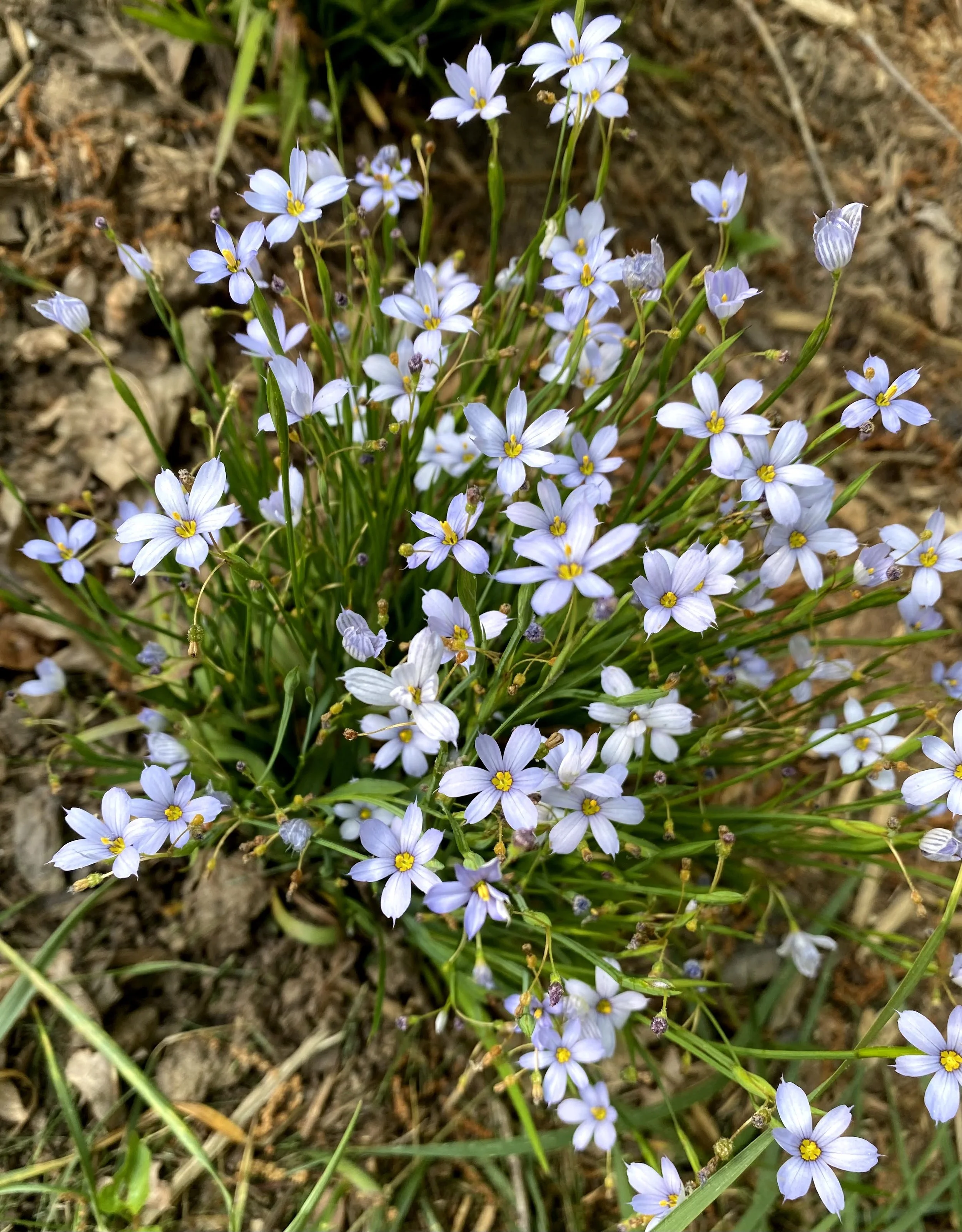 Native — Perennials — Backyard Treasures Plant Sale