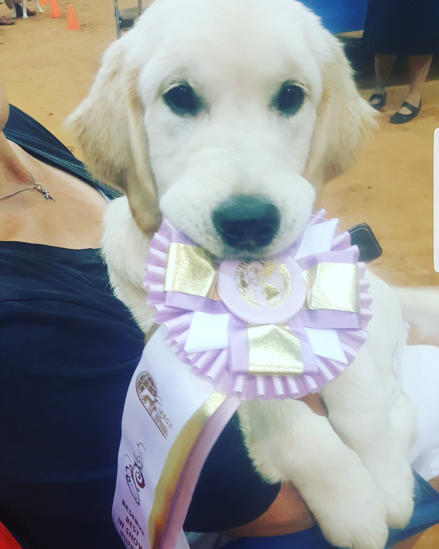 Whimsy "Enchanted's On A Whim" — Enchanted Retrievers