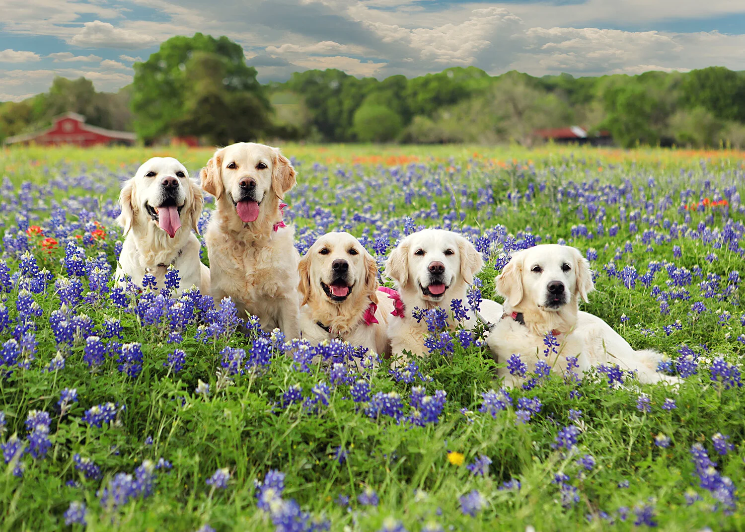 Gallery — Enchanted Retrievers
