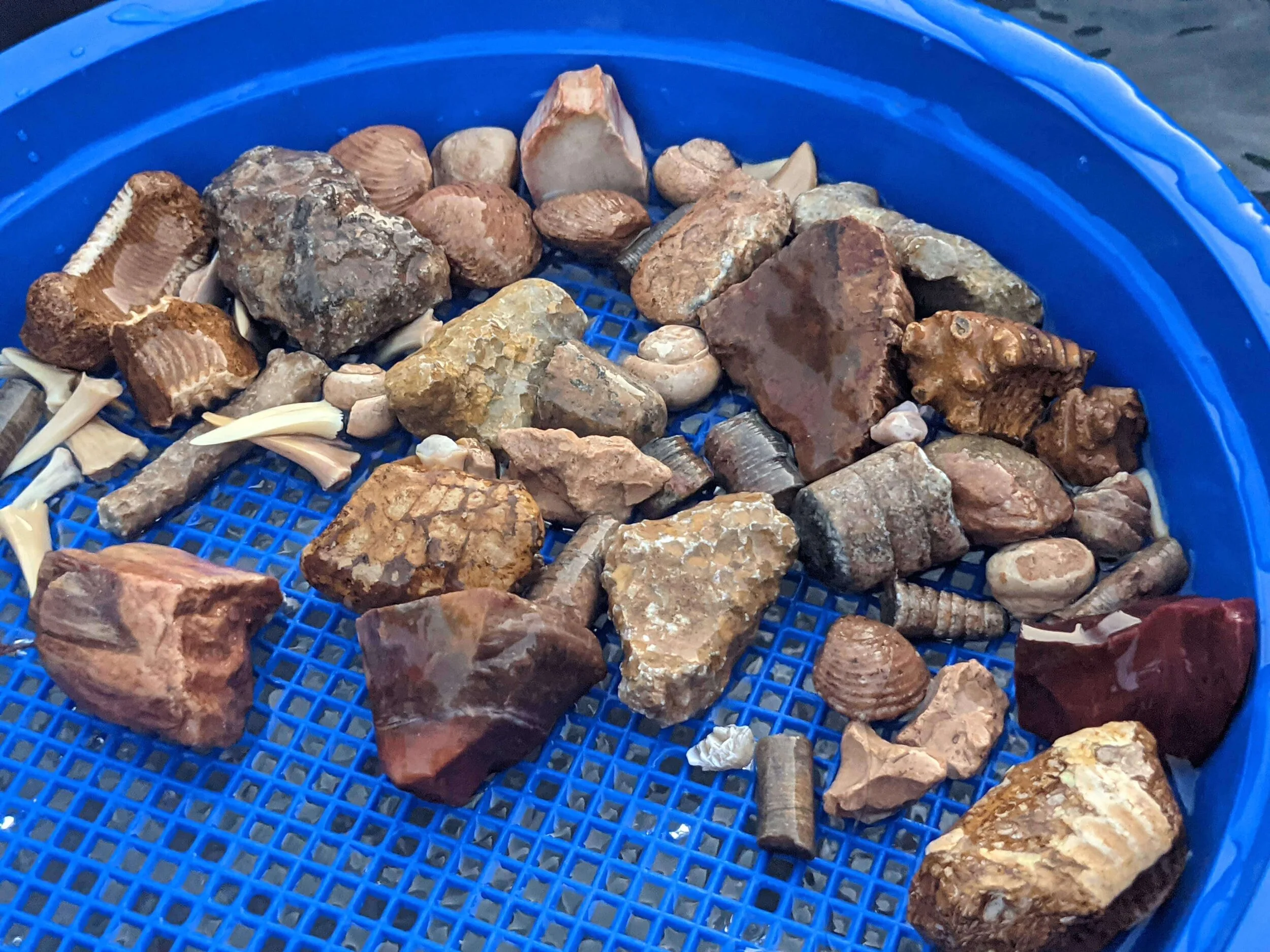 Marine Fossil Mix — LilProspectors