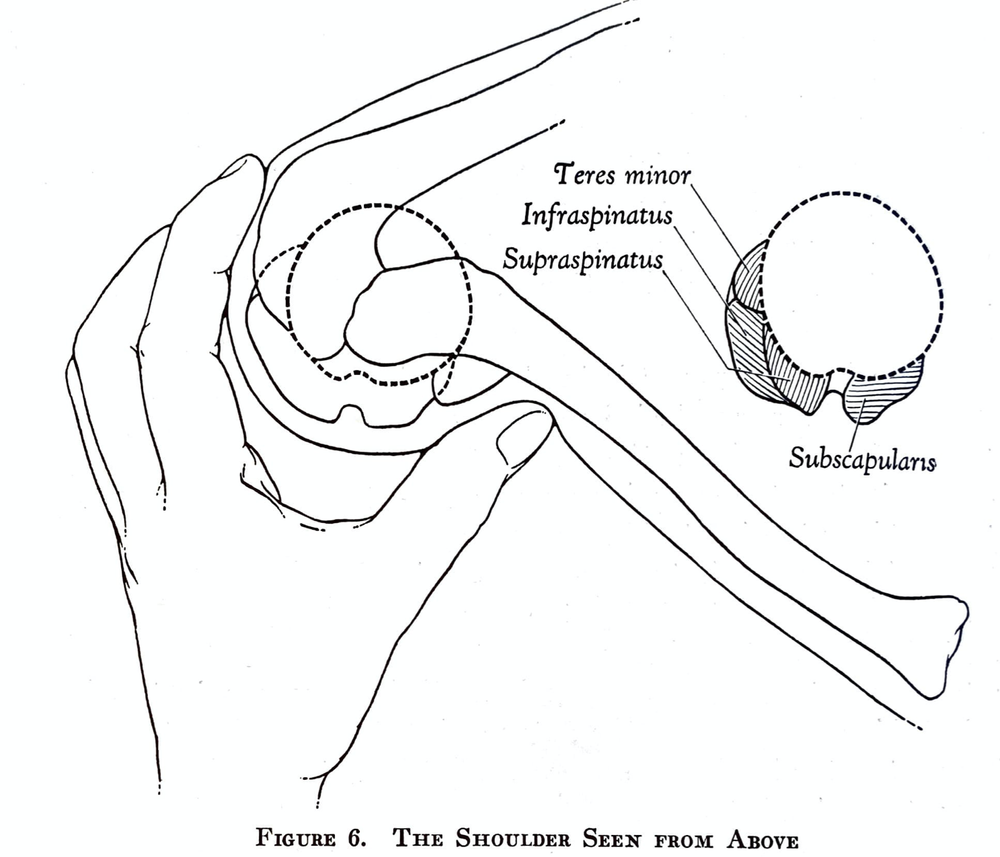 Shoulder Rotator Cuff Tear - HSS Rotator Cuff Repair Surgeon in NYC and ...
