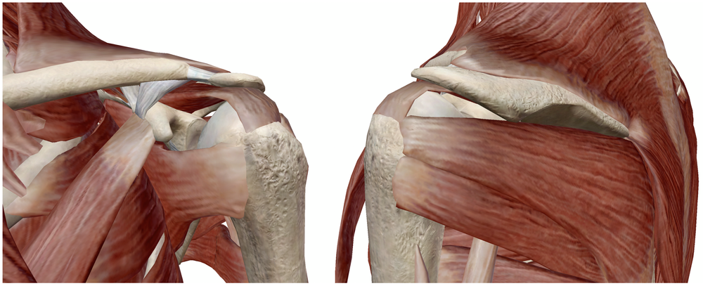 Shoulder Rotator Cuff Repair Surgery - HSS Rotator Cuff Specialist ...