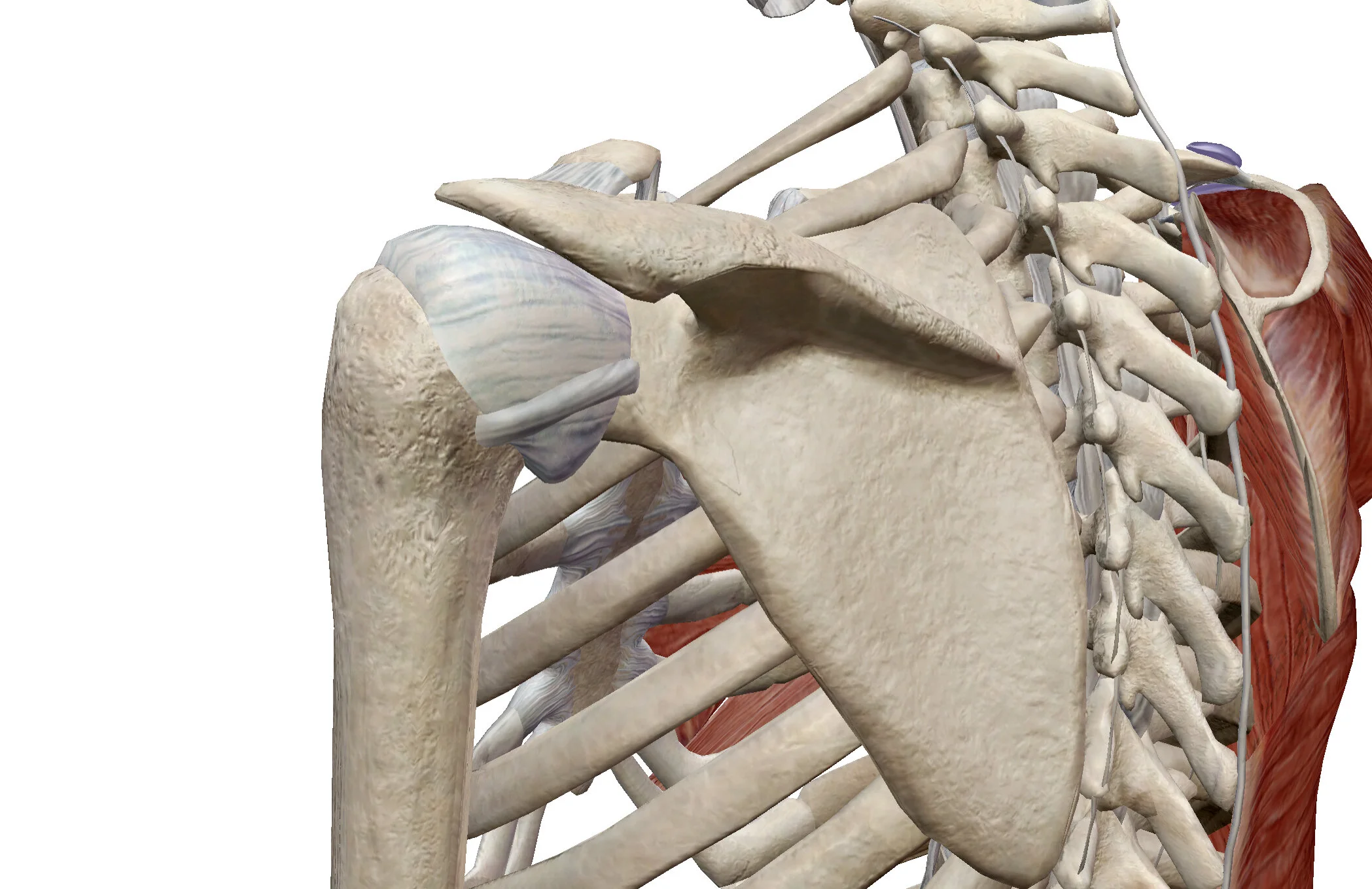 Frozen Shoulder Adhesive Capsulitis Michael Fu MD HSS Shoulder
