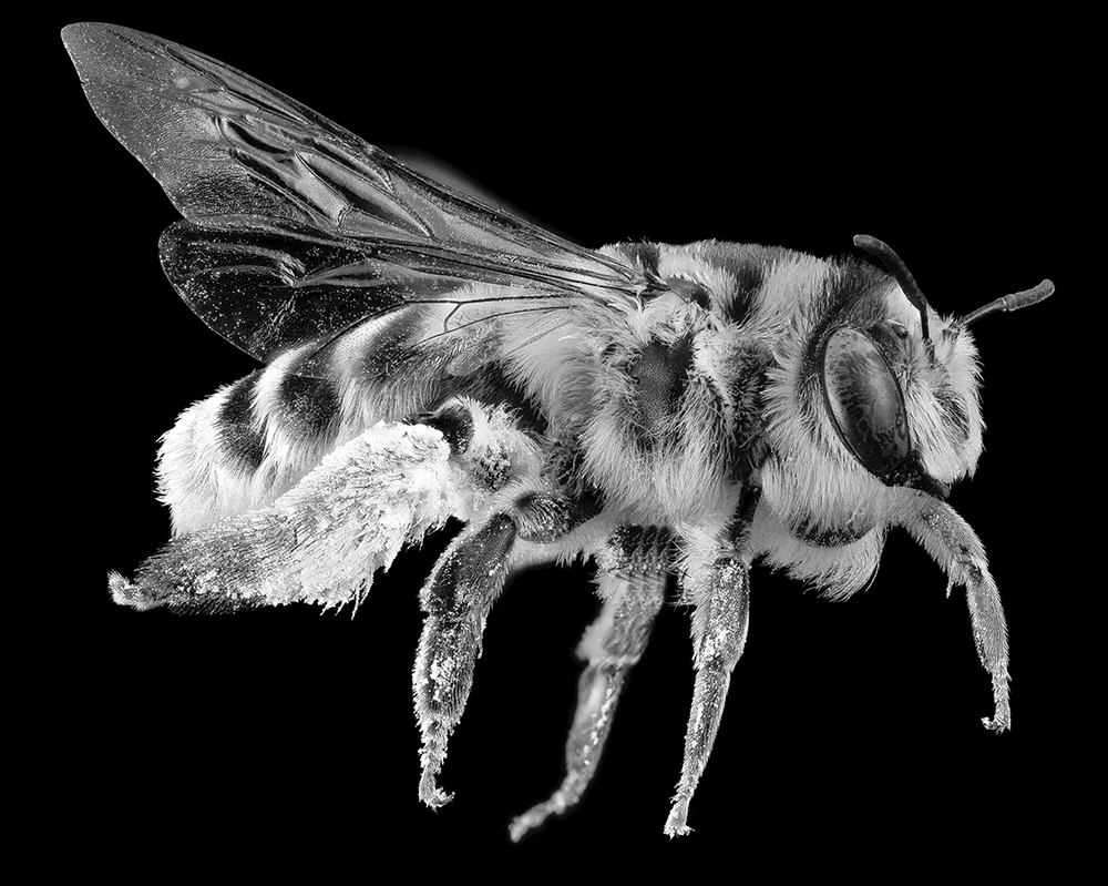 Shirin-Yoku (or Forest Bathing) at Taft Gardens Ojai — Vortex — vortex