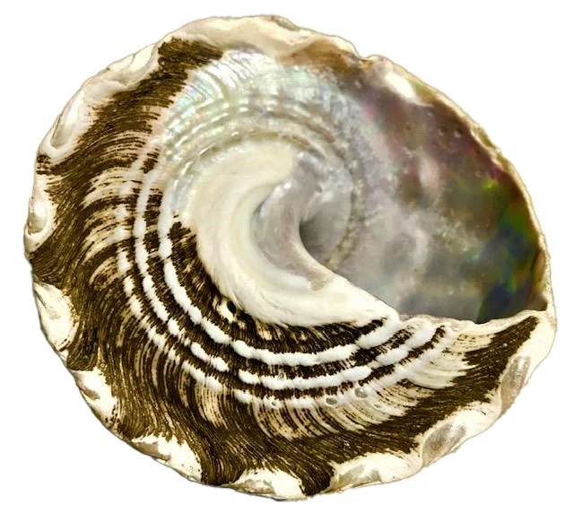 Carol Shaw-Sutton — vortex