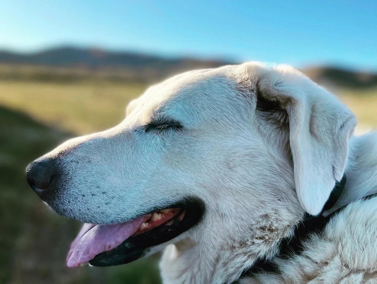 Meet Our Pack — Unega Mountain Dog Rescue