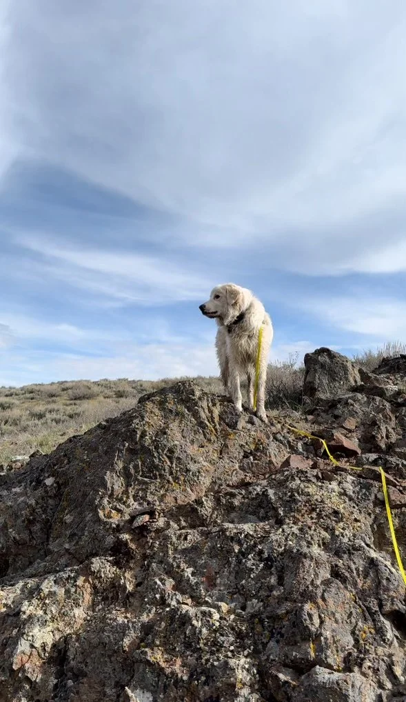 Available Unega Dogs — Unega Mountain Dog Rescue