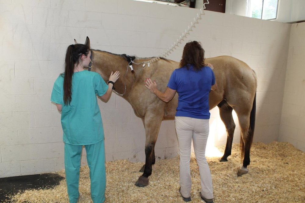 About — Equine clinic of saratoga