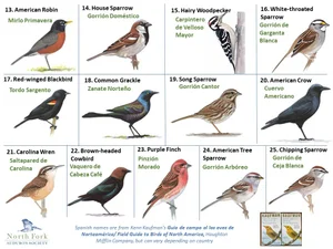 Bird Identification Guides (English/Spanish) — North Fork Audubon Society