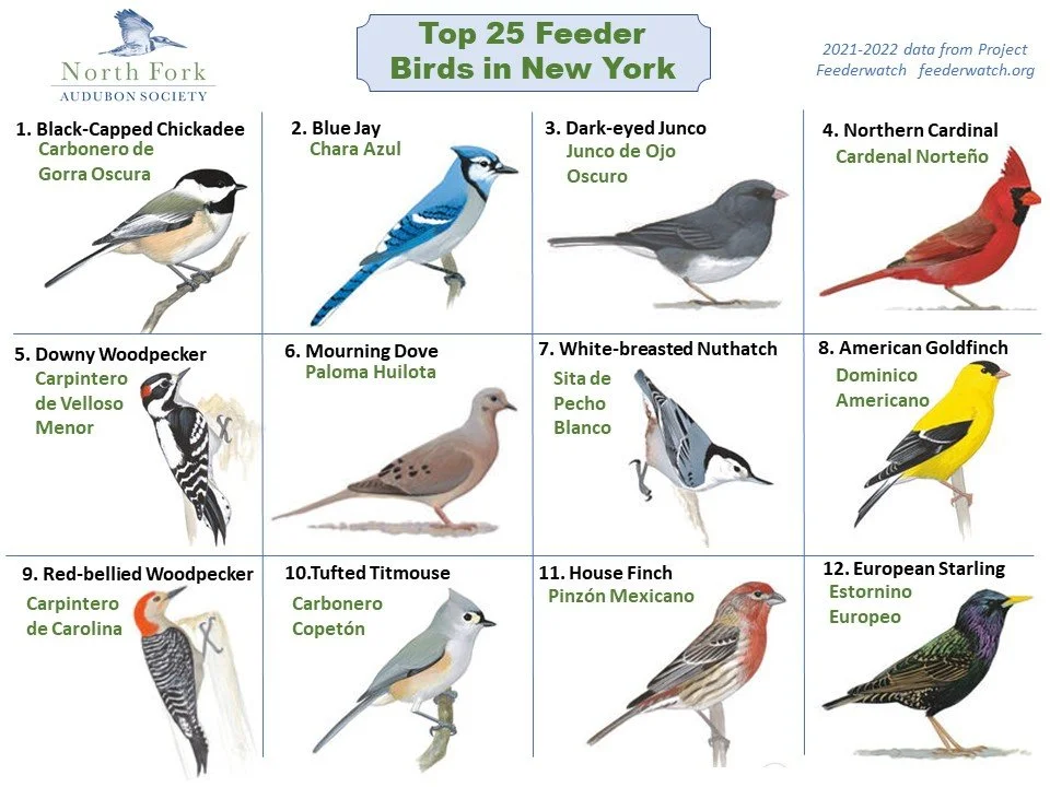 Bird Identification Guides (English/Spanish) — North Fork Audubon Society