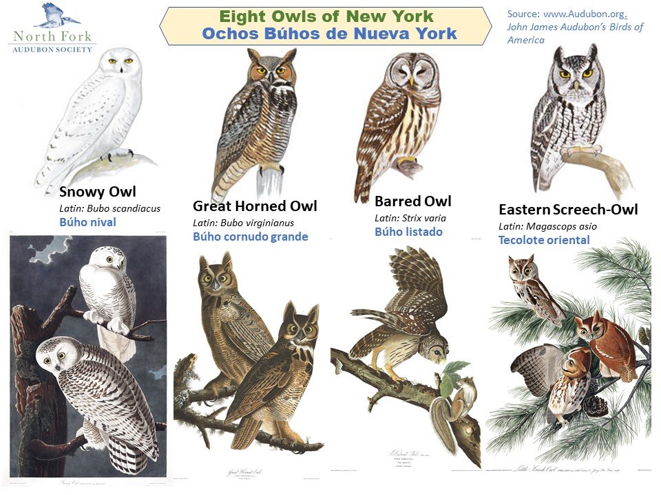Bird Identification Guides (English/Spanish) — North Fork Audubon Society