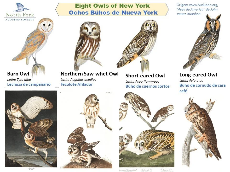 Bird Identification Guides (English/Spanish) — North Fork Audubon Society