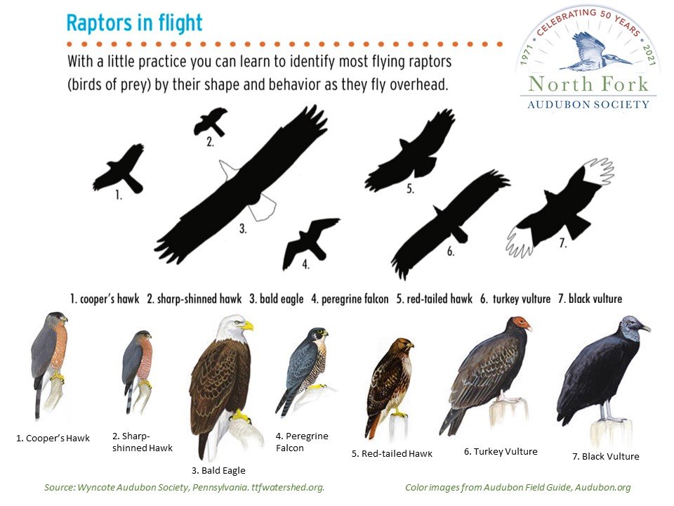 Bird Identification Guides (English/Spanish) — North Fork Audubon Society