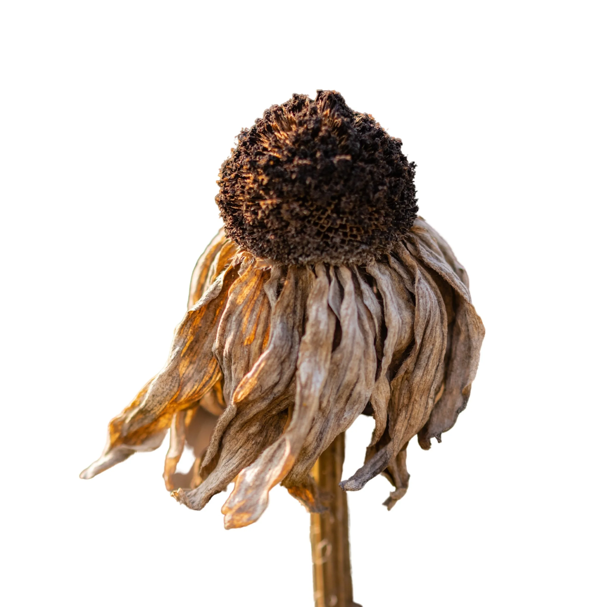 Thermotolerance — Plantik Biosciences