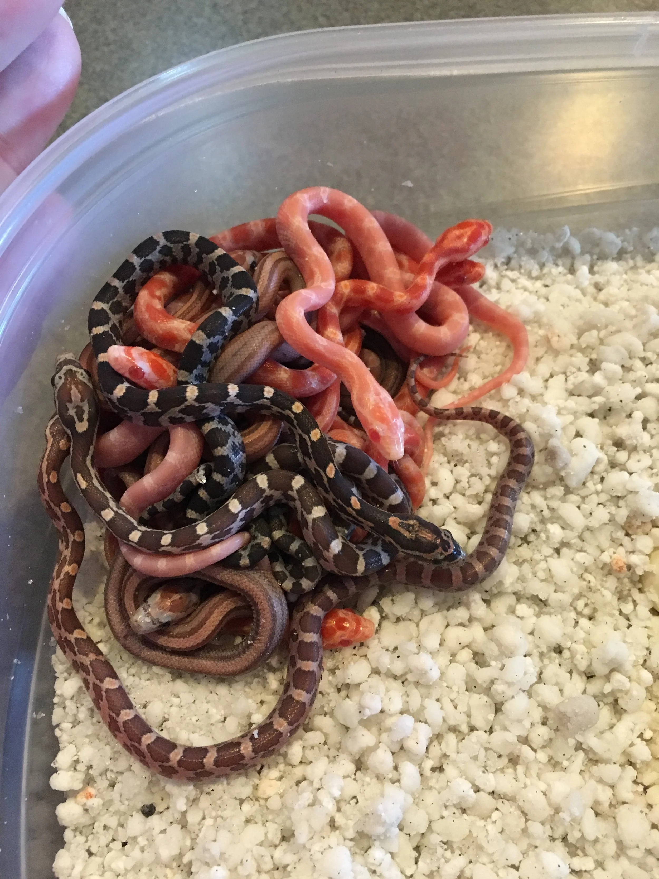Our Story — Desert Creek Corn Snakes