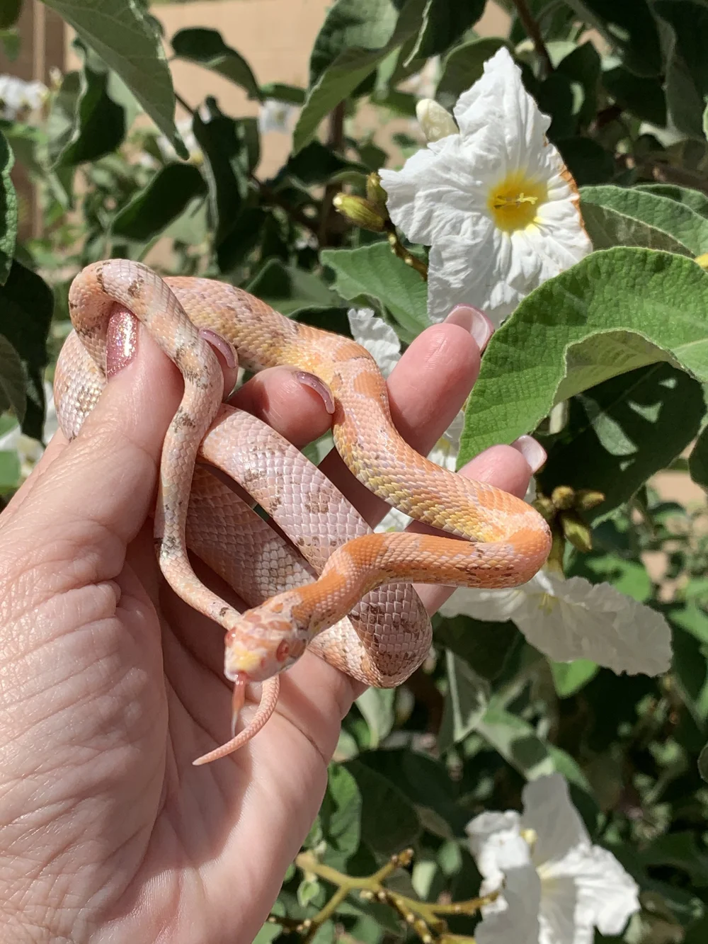 Phoenix — Desert Creek Corn Snakes