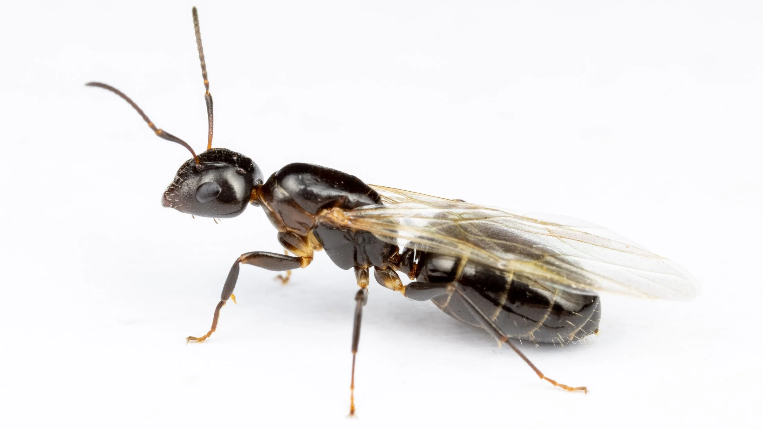 Camponotus lighti, the Eastern False Cork-head Ants — The Wild Martin