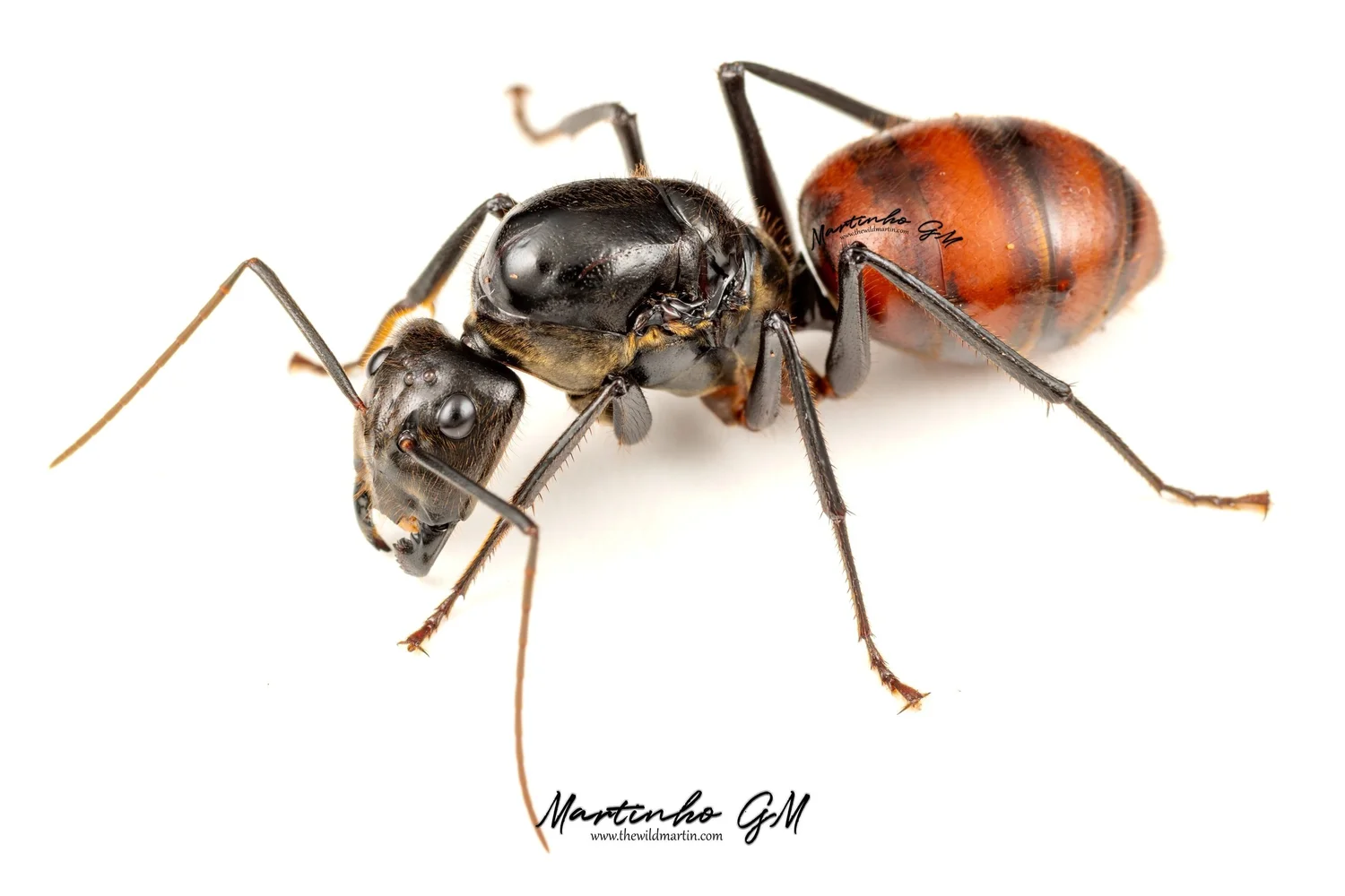 Dinomyrmex gigas, Ecology and Care Guide — The Wild Martin
