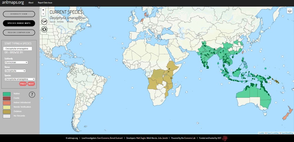 Oecophylla smaragdina, Asian Weaver Ants. Ecology and Care Guide — The ...