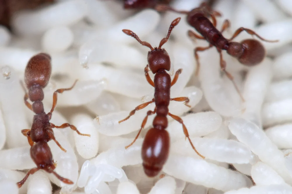 Ooceraea biroi - Clonal Raider Ants - Care Guide and Ecology — The Wild ...