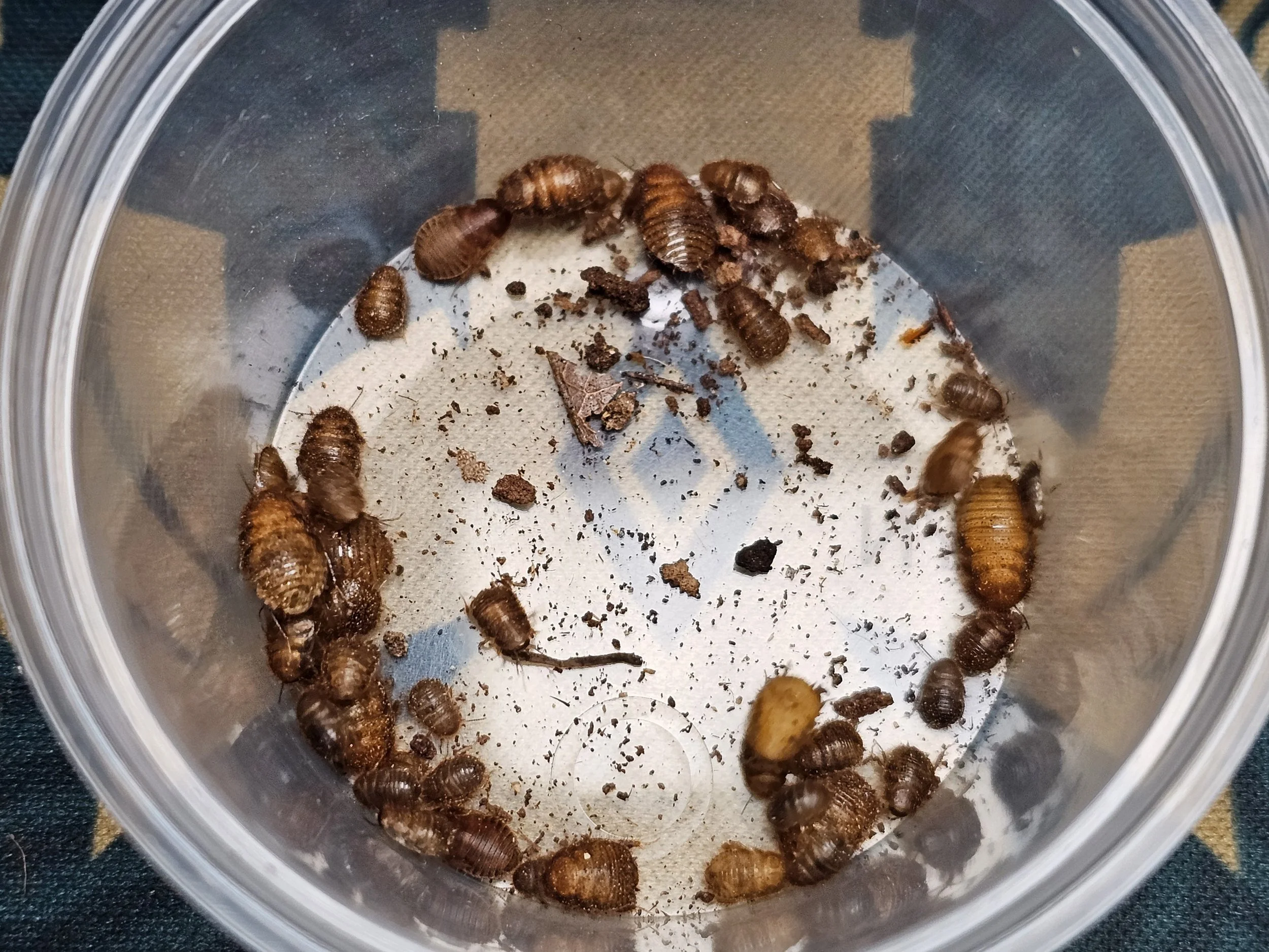 Therea petiveriana, the Domino Roach — The Wild Martin