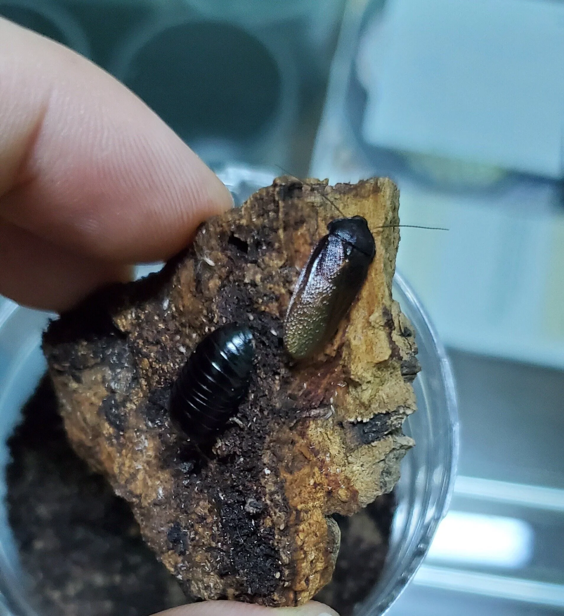 Perisphaerus punctatus — The Wild Martin