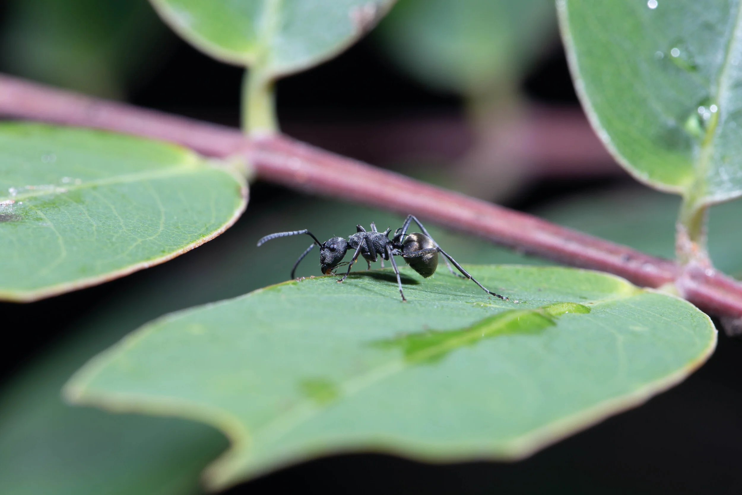 Polyrhachis - Spiny Ants — The Wild Martin
