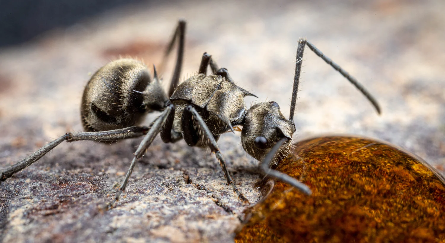 Polyrhachis - Spiny Ants — The Wild Martin