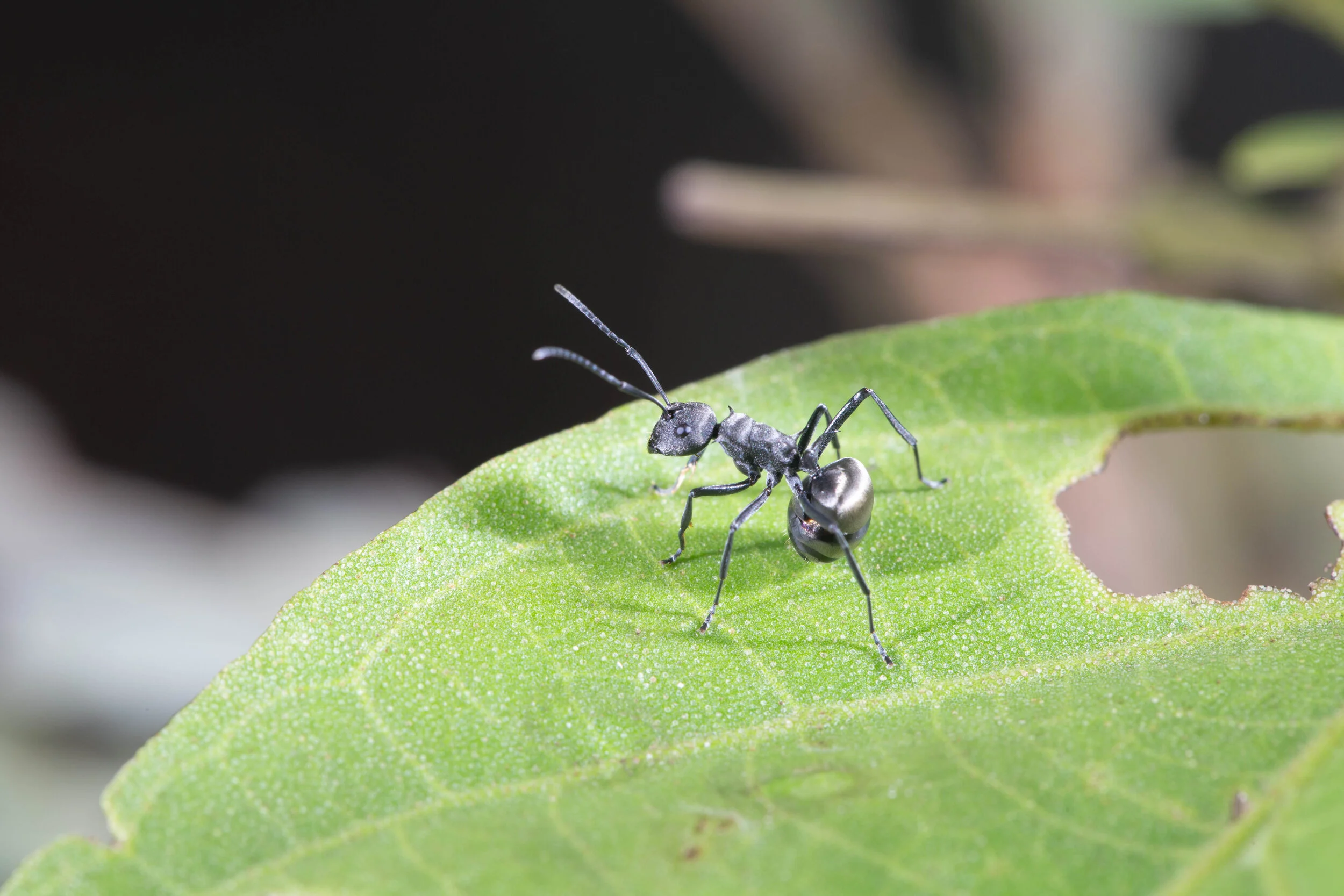 Polyrhachis - Spiny Ants — The Wild Martin