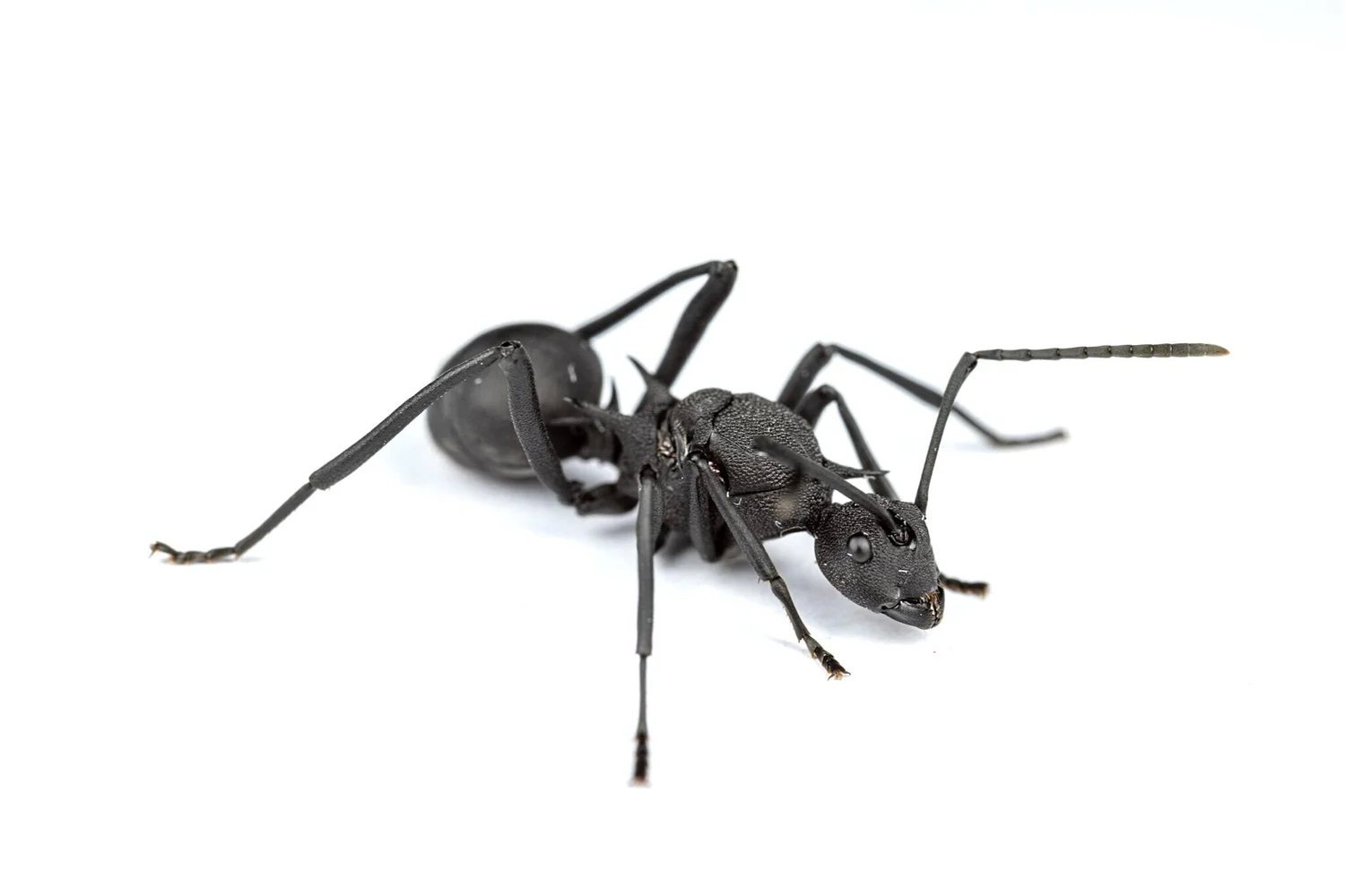 Polyrhachis - Spiny Ants — The Wild Martin