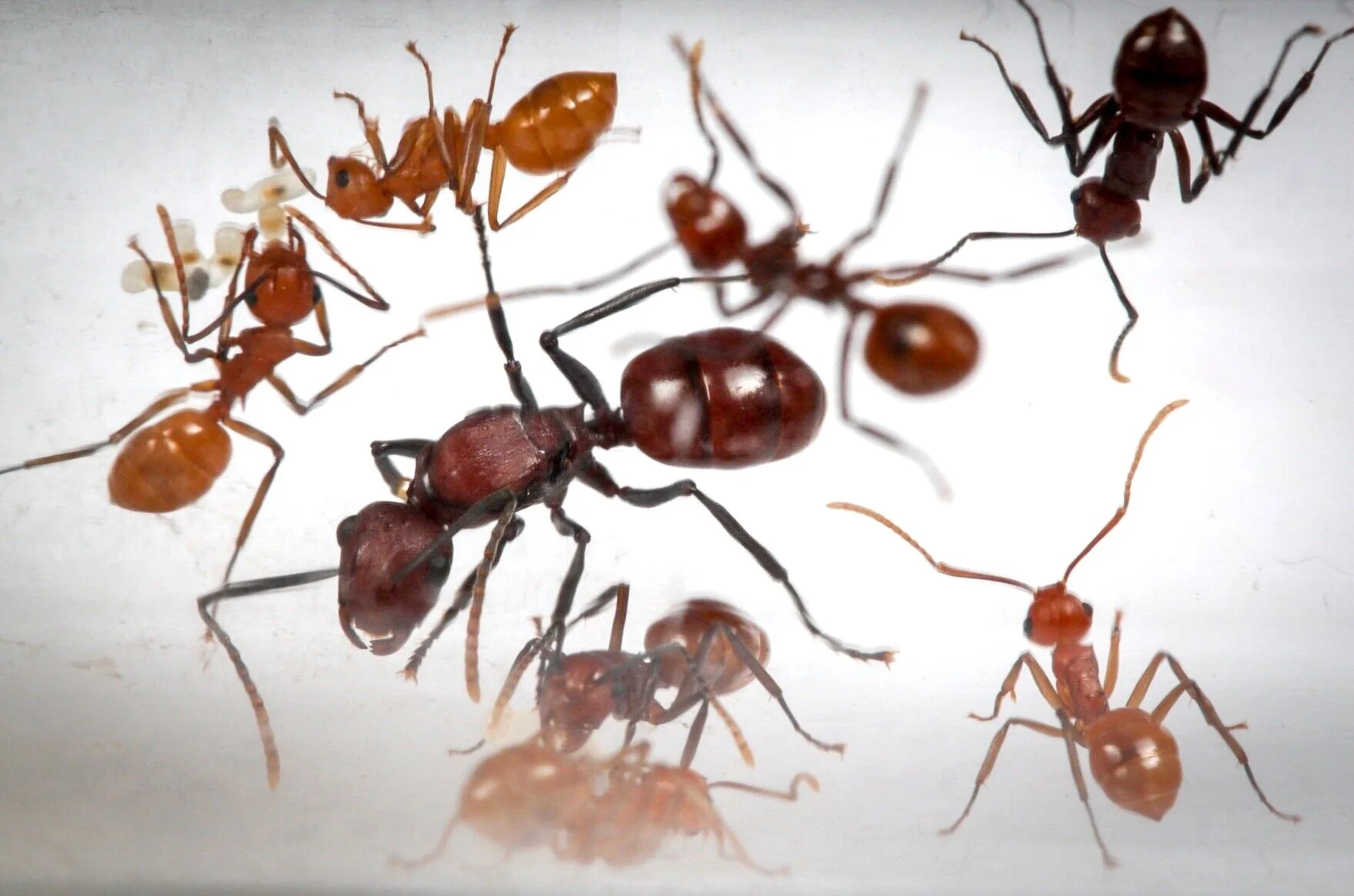 Polyrhachis - Spiny Ants — The Wild Martin