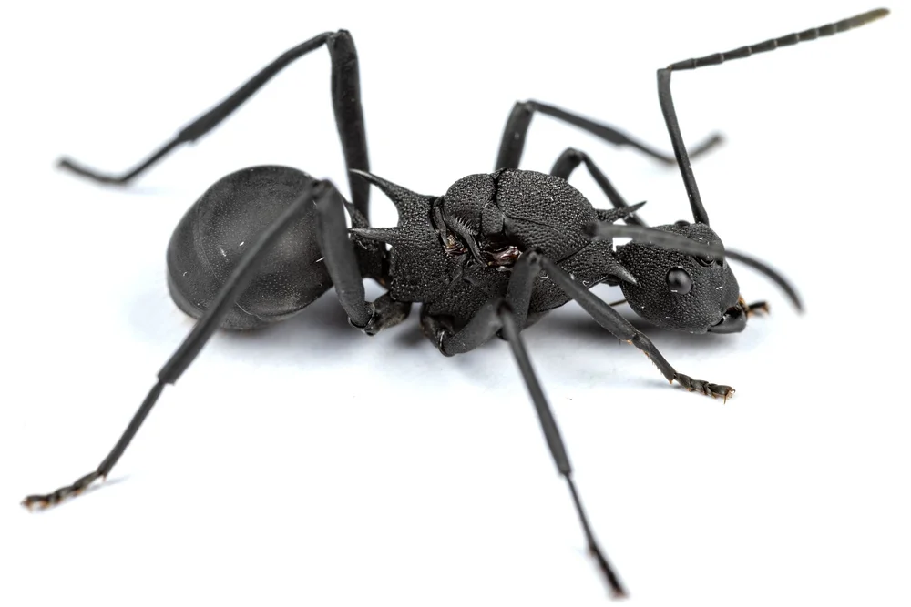 Polyrhachis - Spiny Ants — The Wild Martin