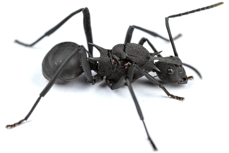 Polyrhachis - Spiny Ants — The Wild Martin