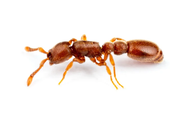 Ooceraea biroi - Clonal Raider Ants - Care Guide and Ecology — The Wild ...