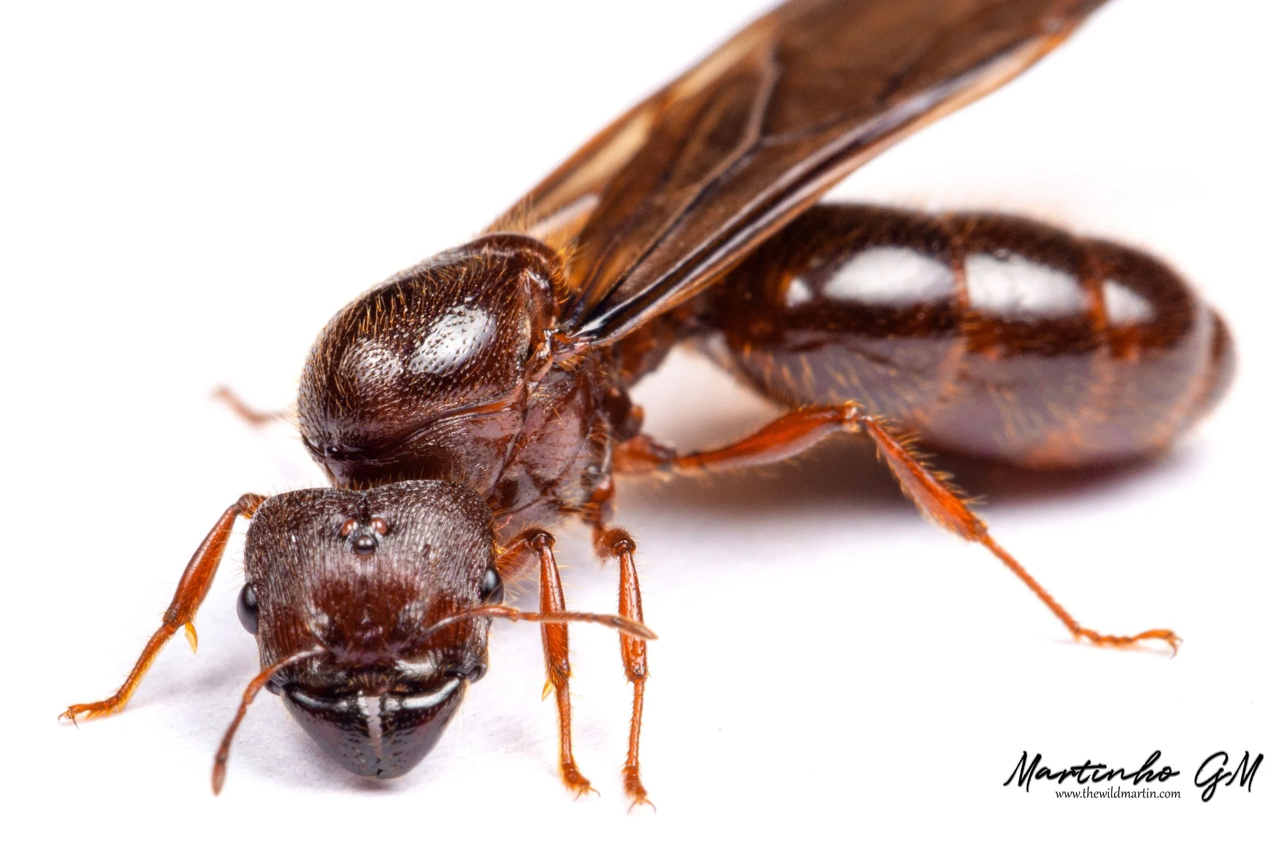 Carebara — The Wild Martin