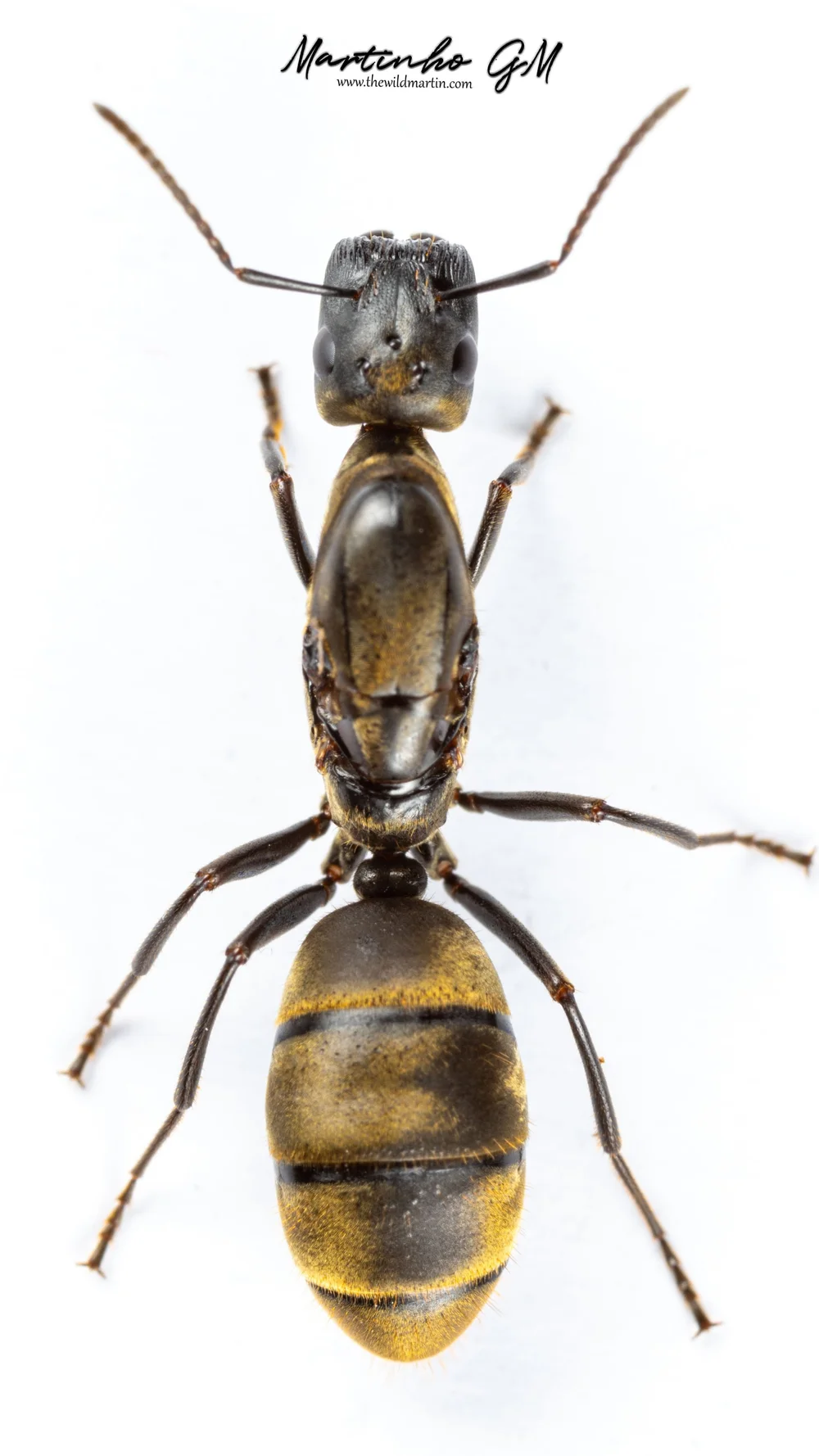 Colobopsis — The Wild Martin