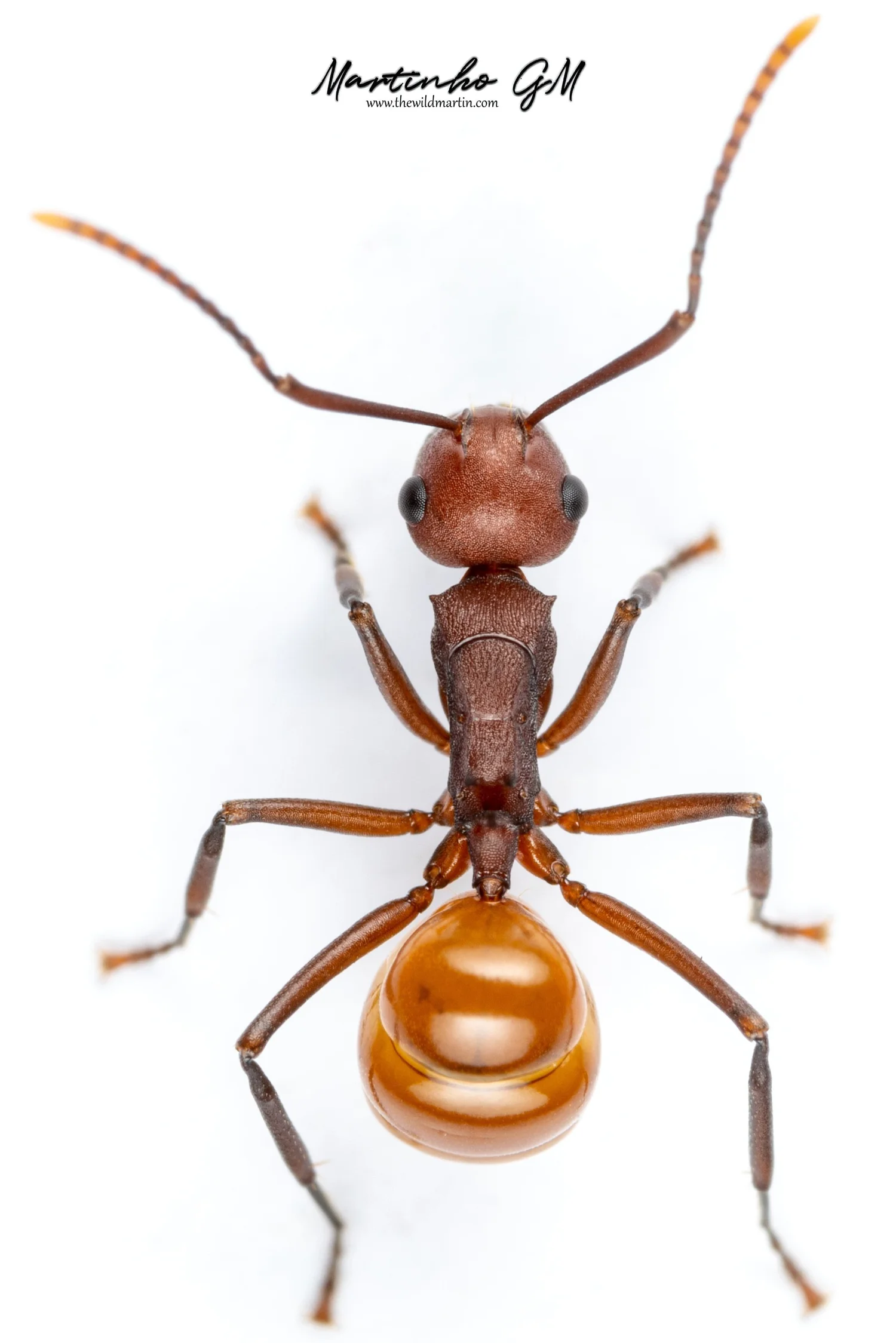 Polyrhachis — The Wild Martin