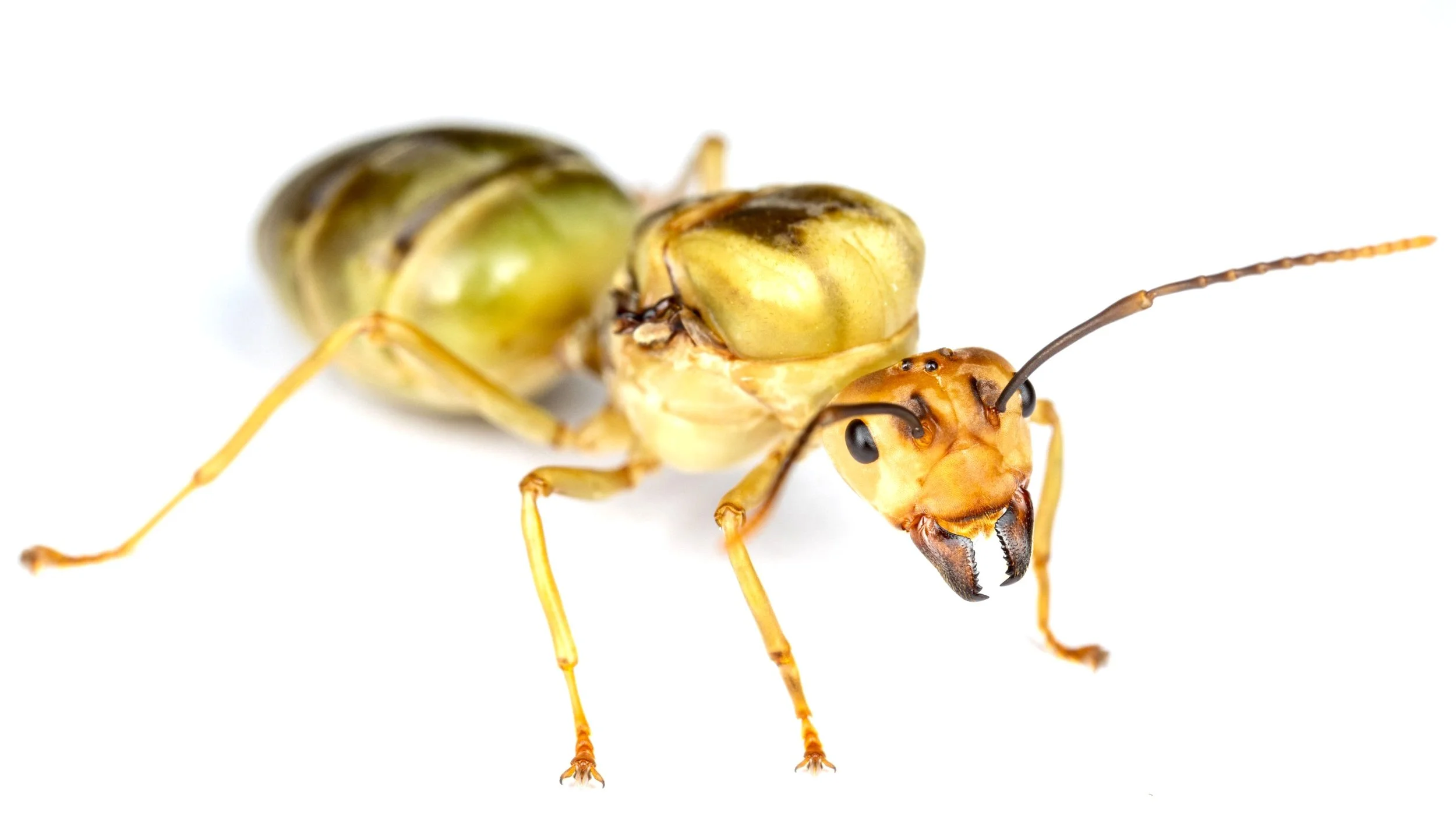 Ant Genus and Ant Species Ecology — The Wild Martin