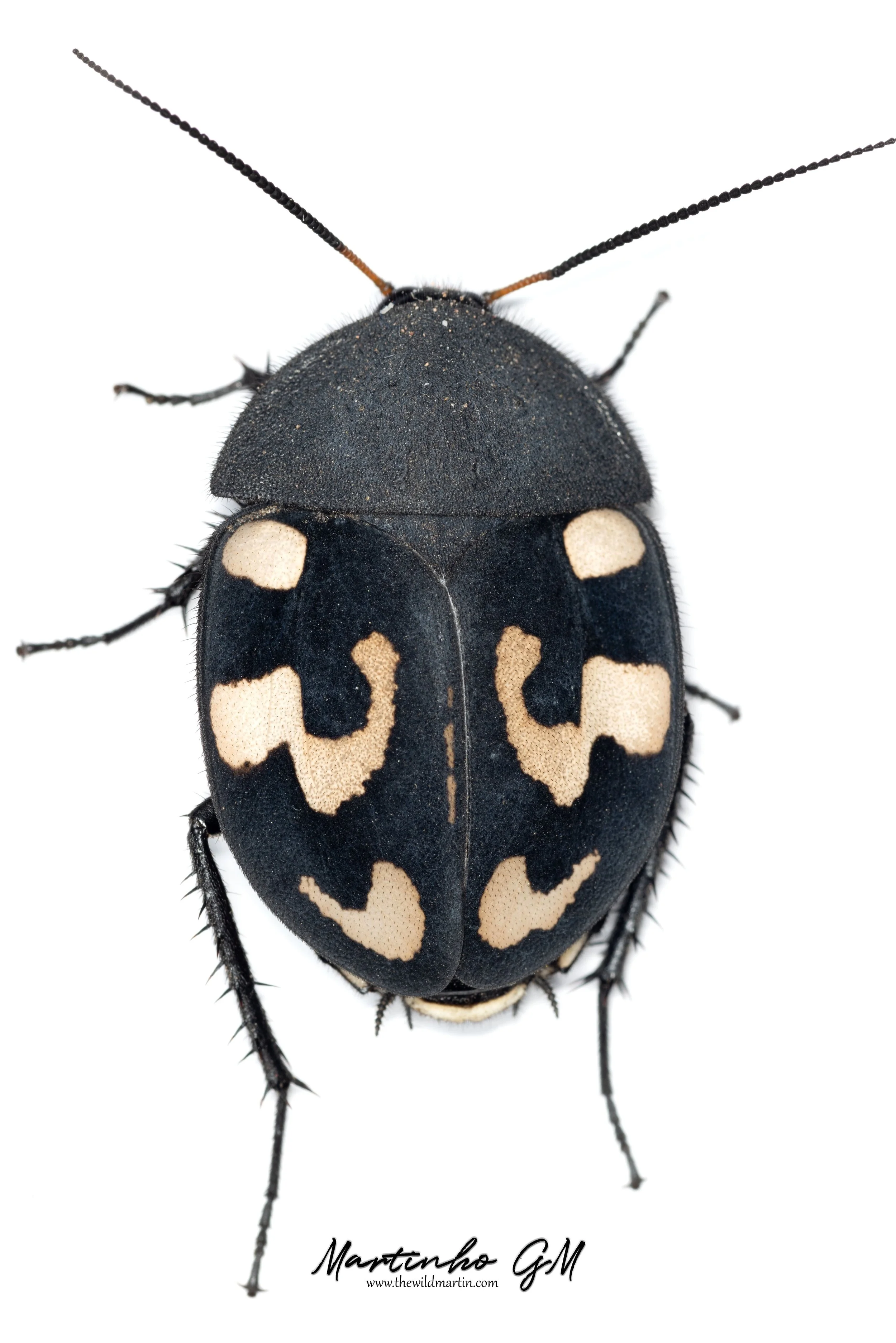 Therea — The Wild Martin