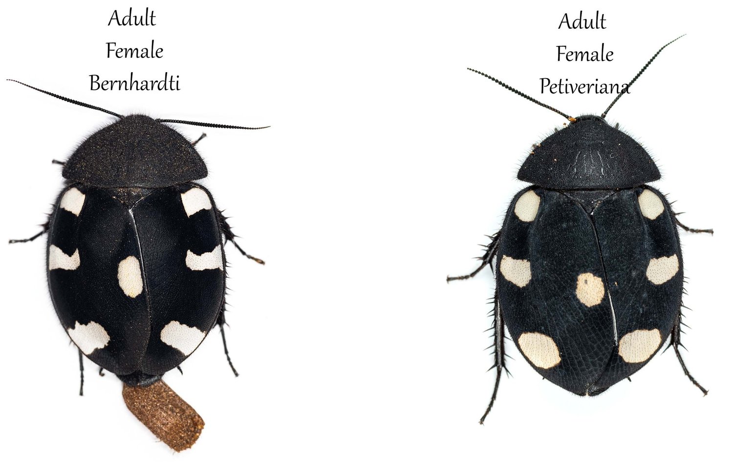 Therea petiveriana, the Domino Roach — The Wild Martin