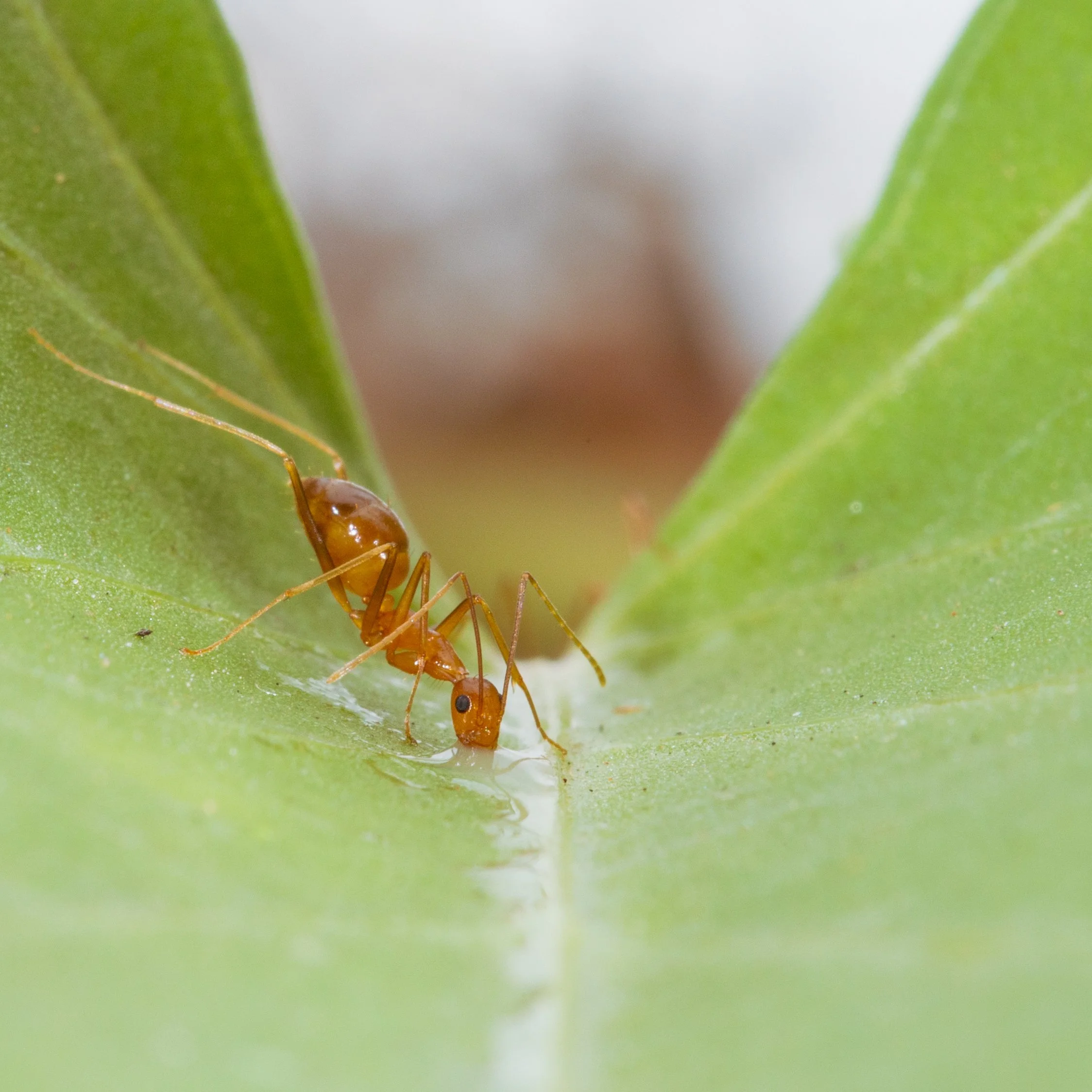 Yellow Crazy Ants - Care Guide and Ecology — The Wild Martin