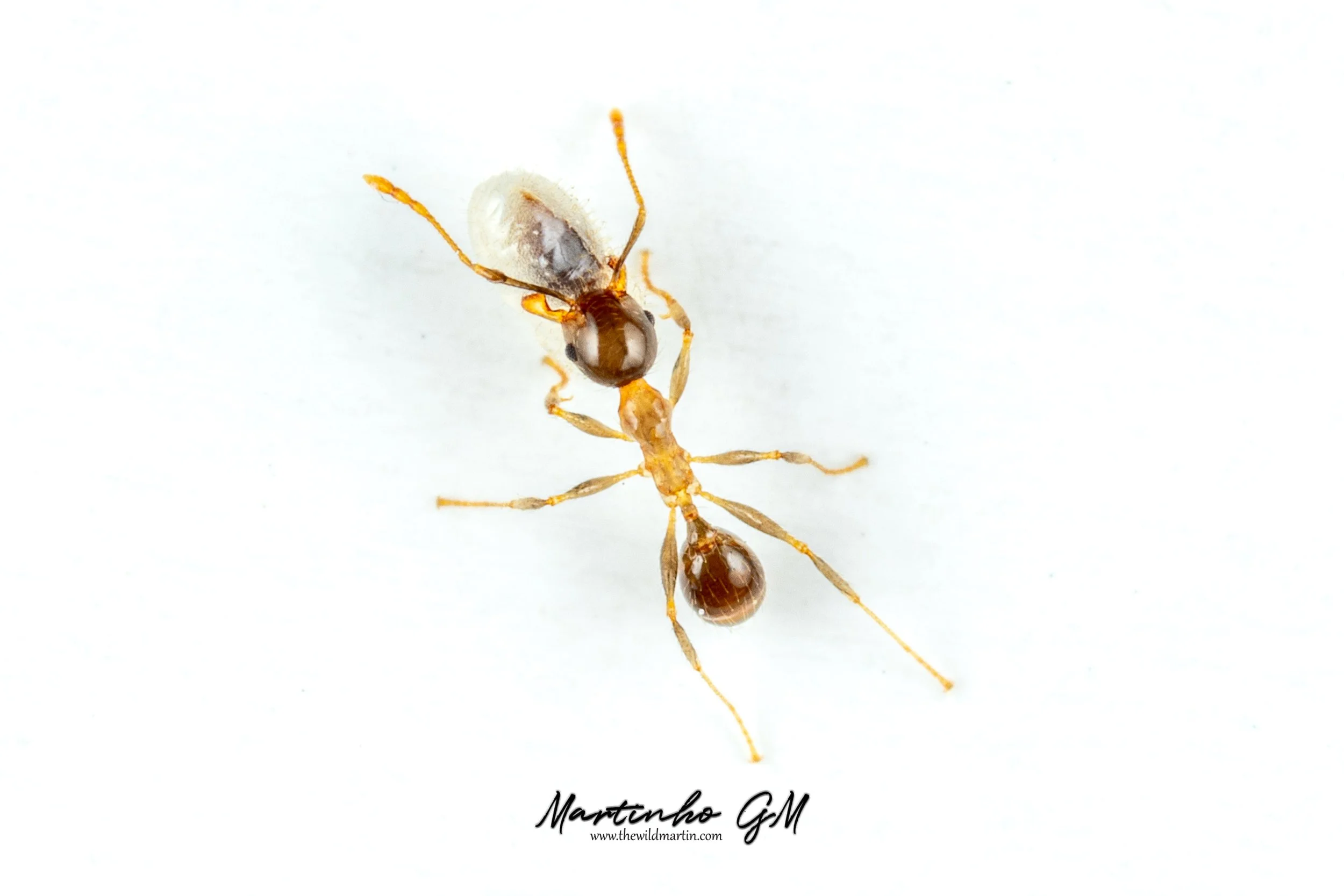 Pheidole megacephala Ecology and Care Guide — The Wild Martin