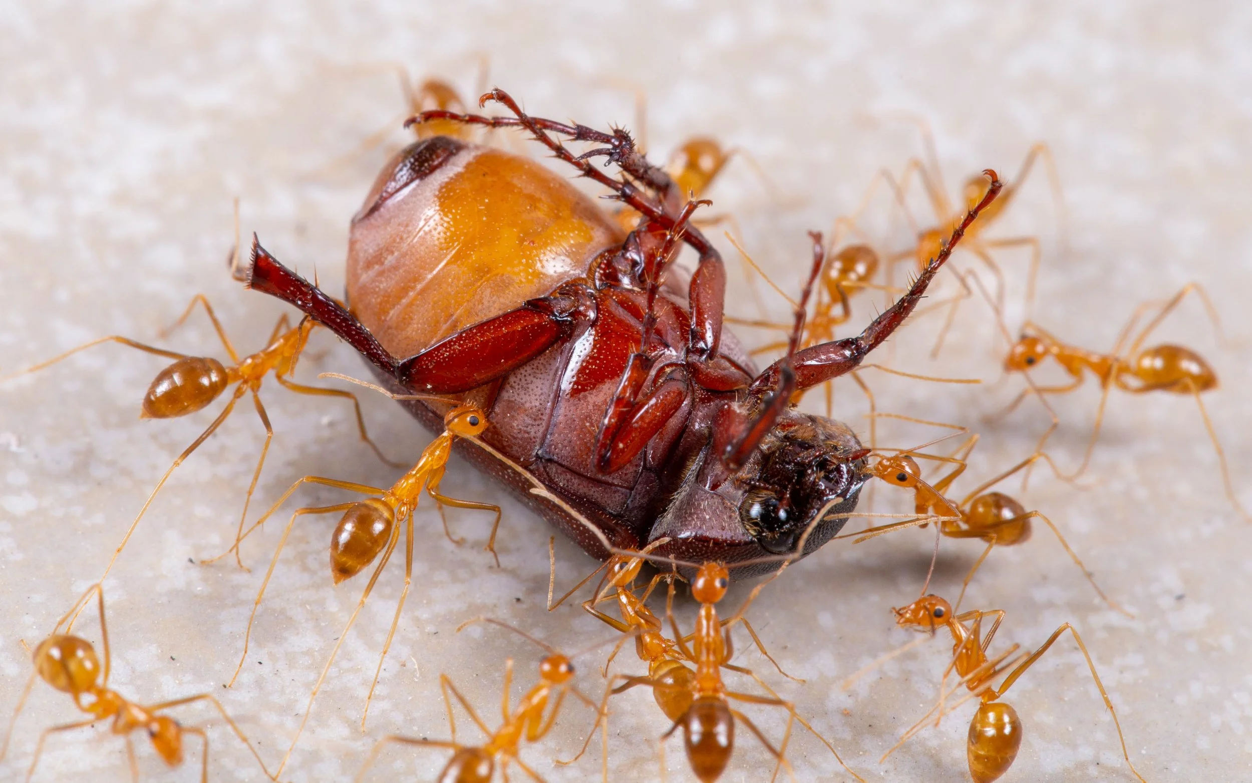 Yellow Crazy Ants - Care Guide and Ecology — The Wild Martin