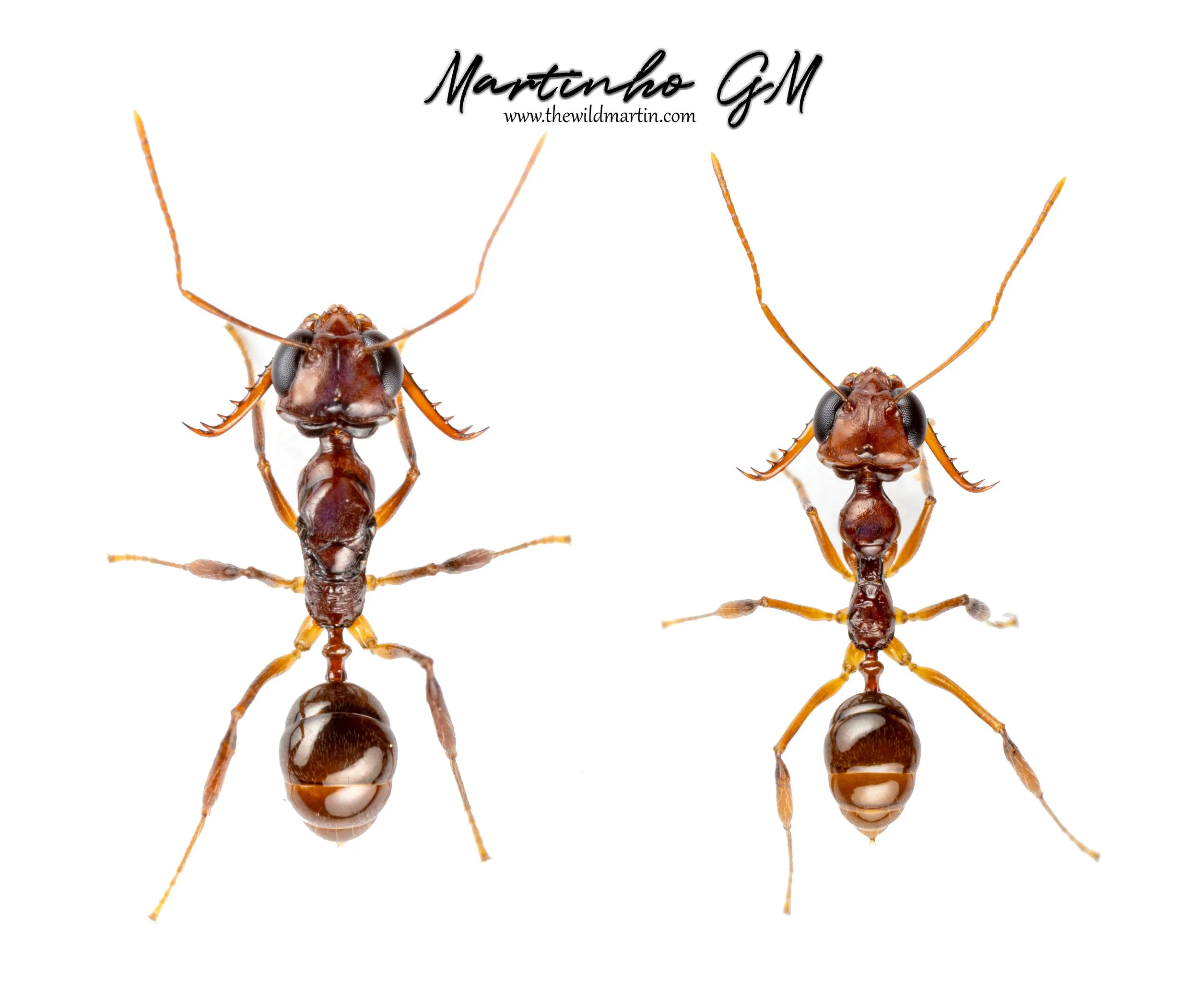 Myrmoteras, the Monstrous Ants Ecology and Care Guide — The Wild Martin