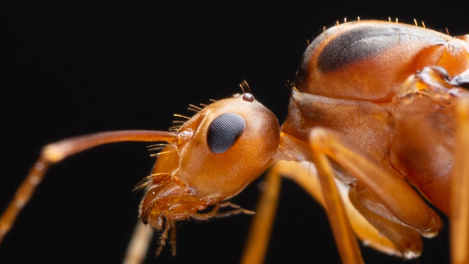 Yellow Crazy Ants - Care Guide and Ecology — The Wild Martin