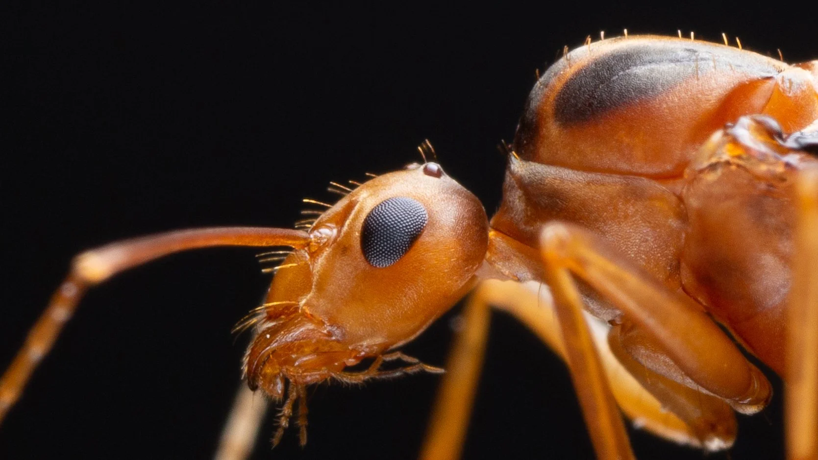 Yellow Crazy Ants - Care Guide and Ecology — The Wild Martin